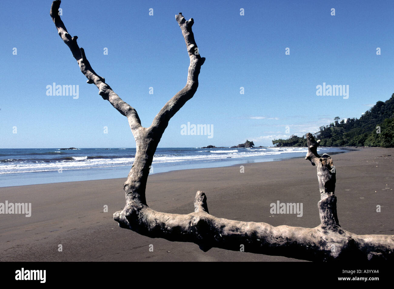 Tree Dominicalito Beach Costa Rica Stock Photo - Alamy