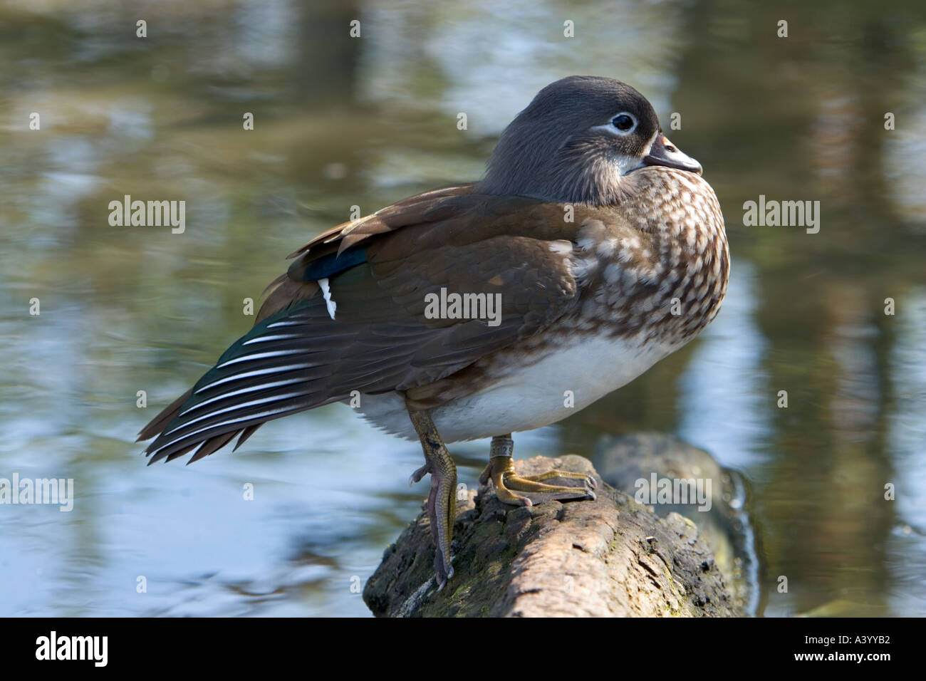 Female wood duck, Aix sponsa standing on log in spring sunshine with ...