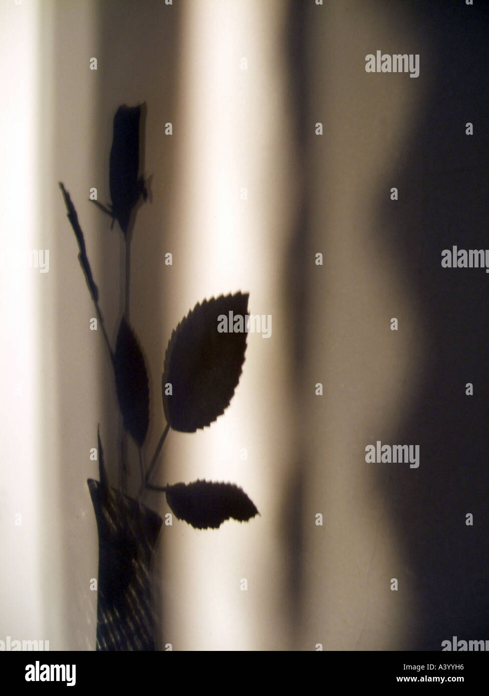 rose shadow on living room wall Stock Photo - Alamy