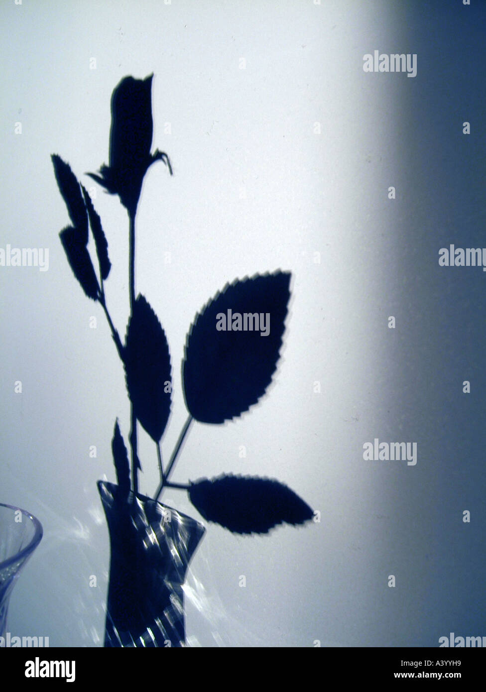 rose shadow on living room wall Stock Photo - Alamy