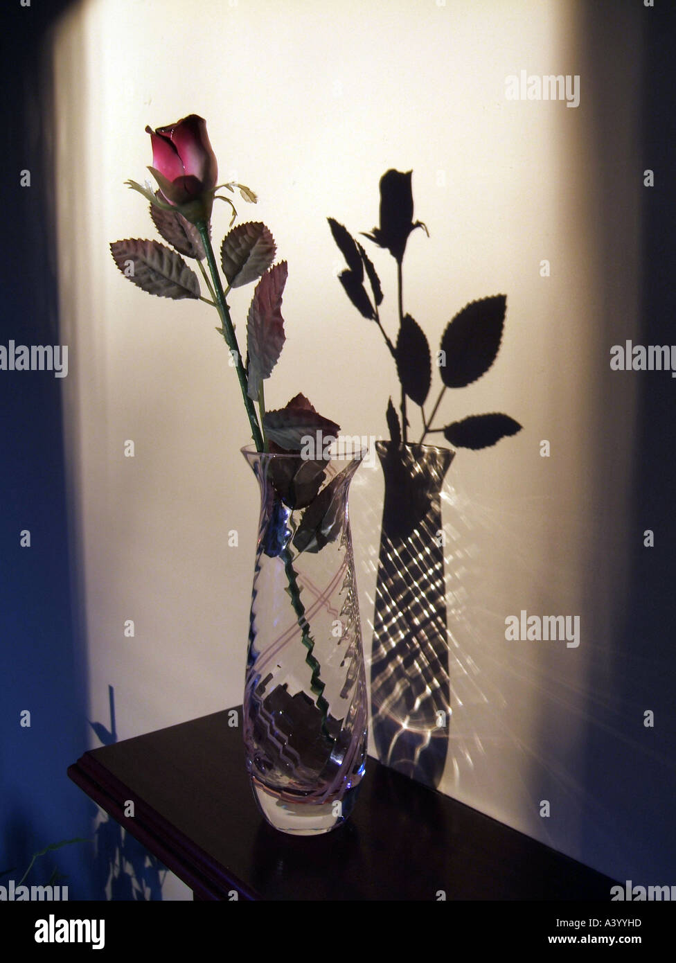 rose shadow on living room wall Stock Photo - Alamy