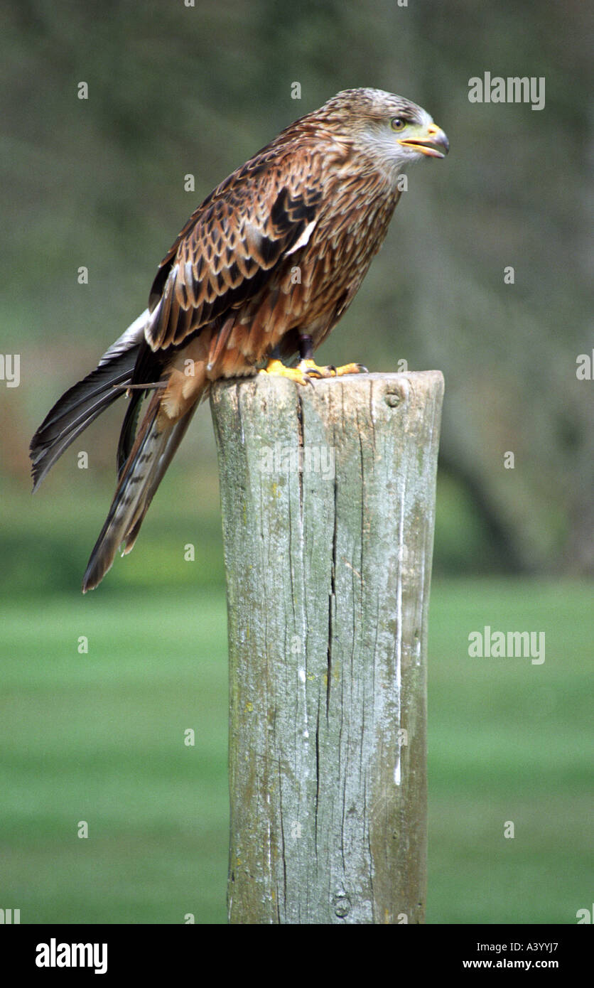 Harris Hawk Birds Of Prey Centre Newent Gloucestershire England Stock ...