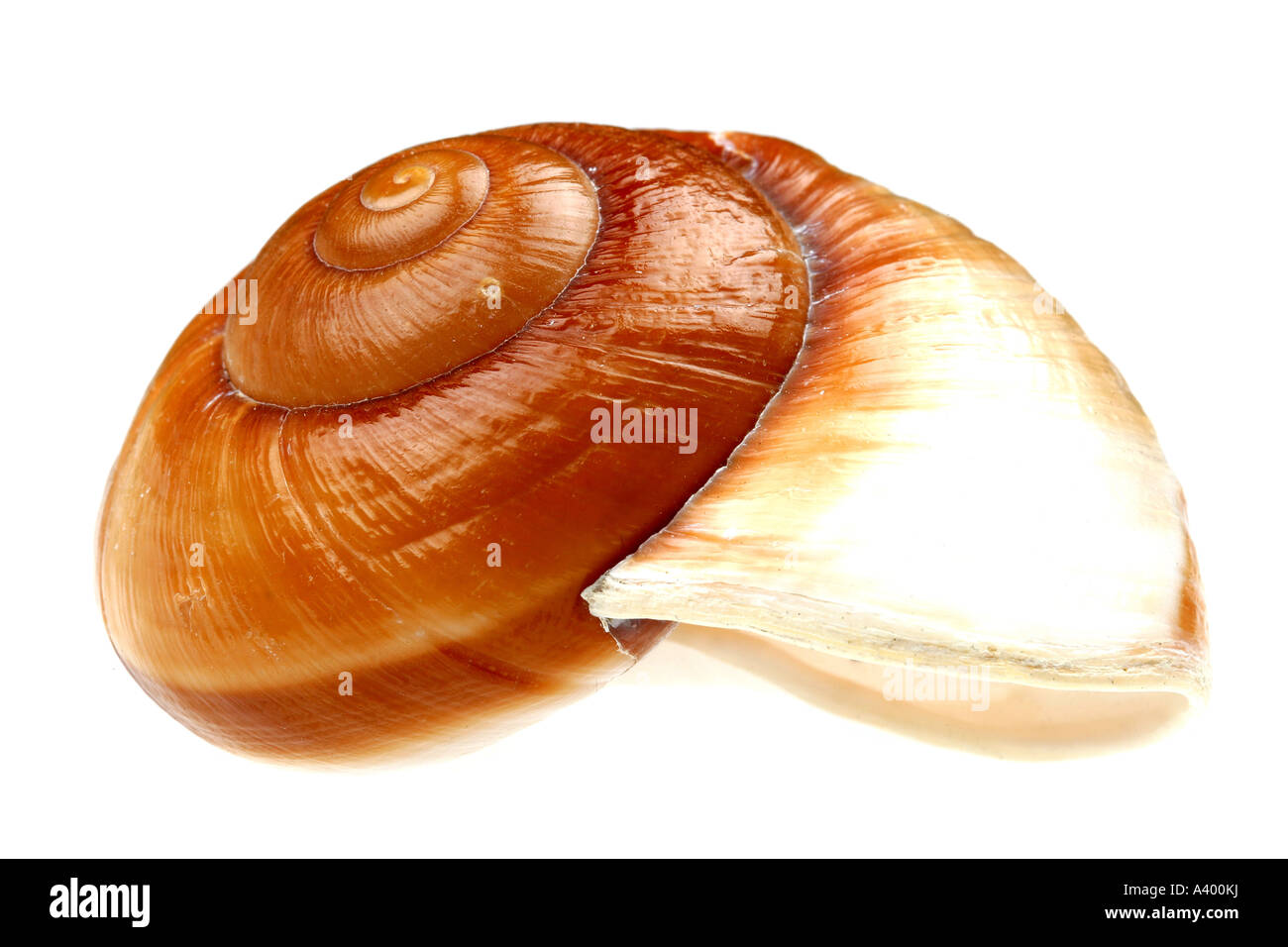 Lifestyle marine mollusk mollusks objects ornamental sea shell shells ...