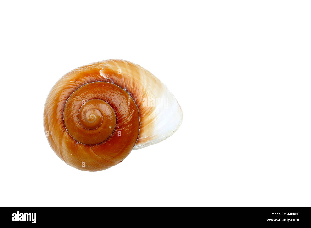 Lifestyle marine mollusk mollusks objects ornamental sea shell shells ...