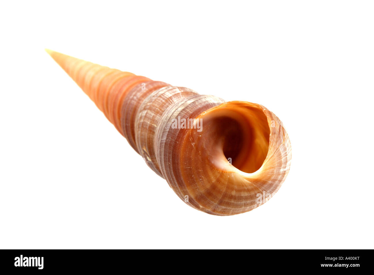 Lifestyle marine mollusk mollusks objects ornamental sea shell shells ...