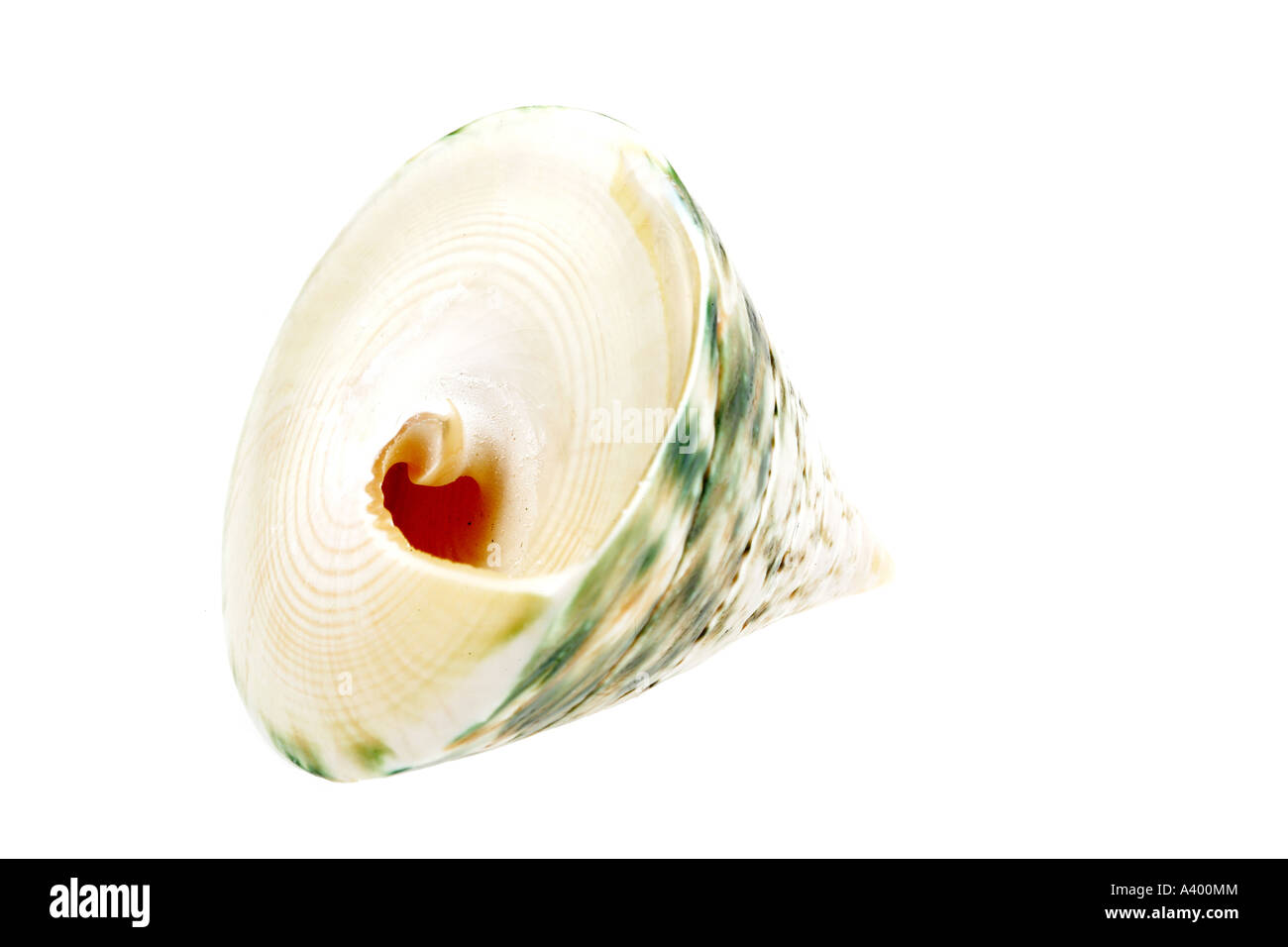 Lifestyle marine mollusk mollusks objects ornamental sea shell shells ...