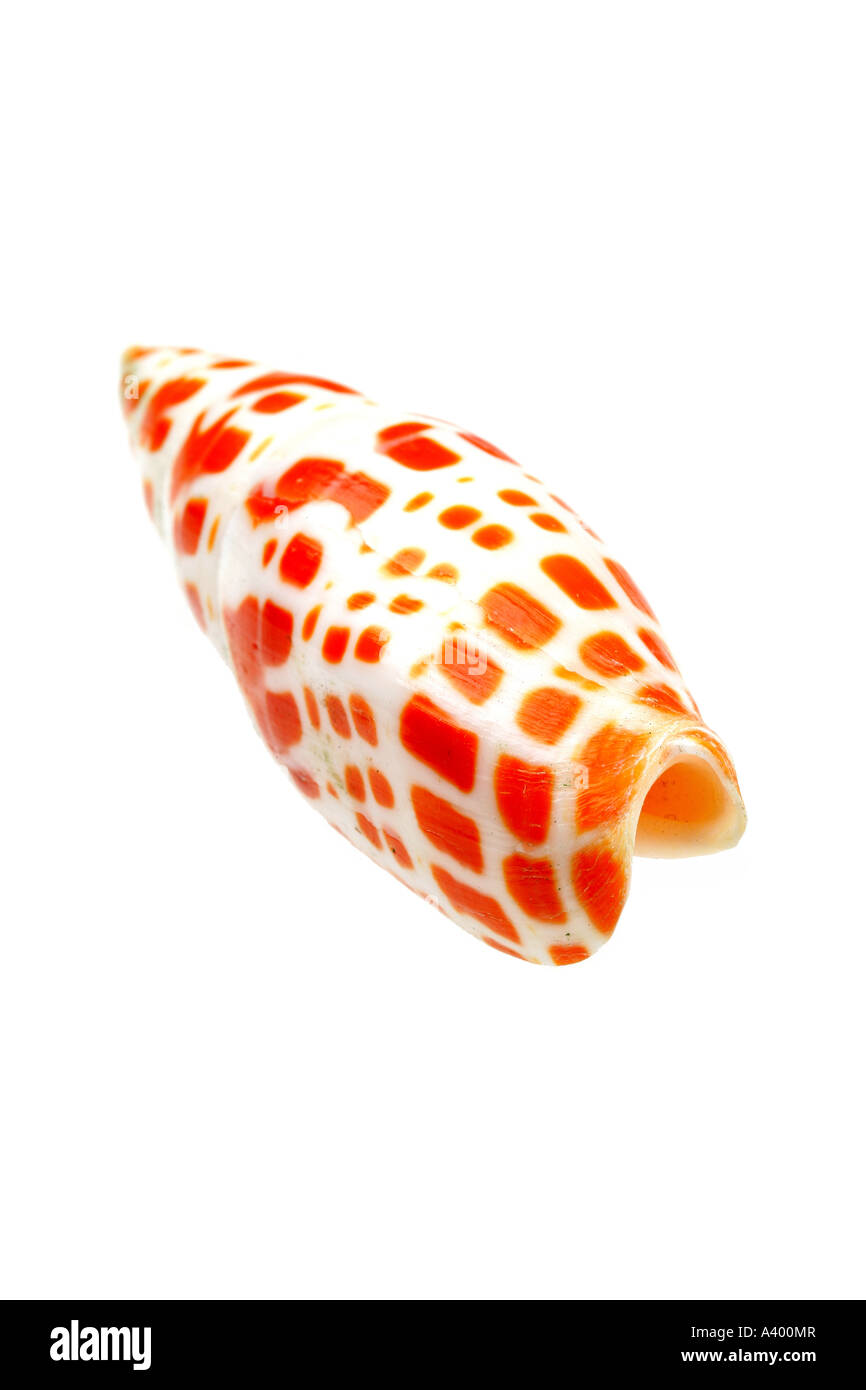 Lifestyle marine mollusk mollusks objects ornamental sea shell shells ...