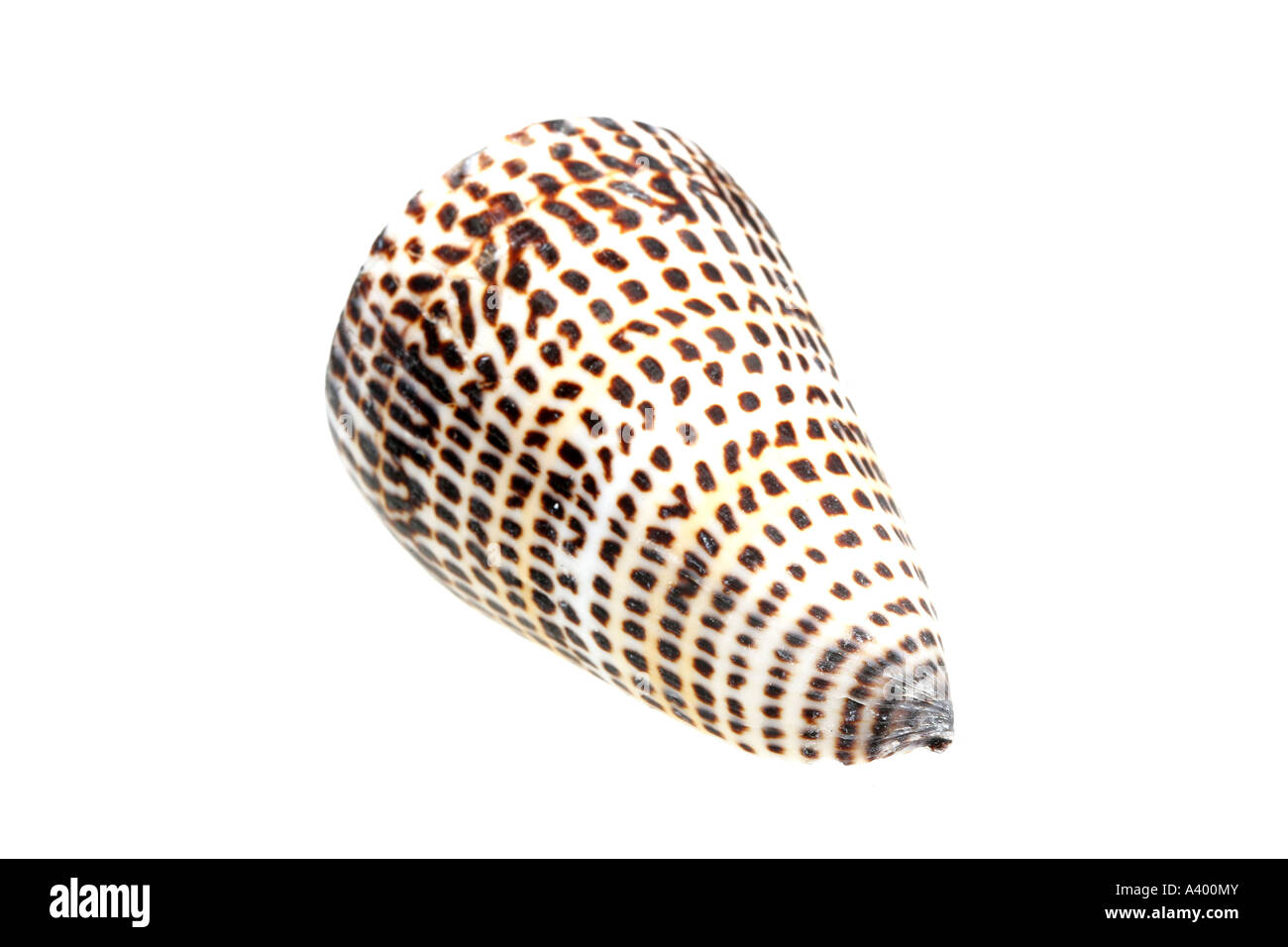 Lifestyle marine mollusk mollusks objects ornamental sea shell shells ...