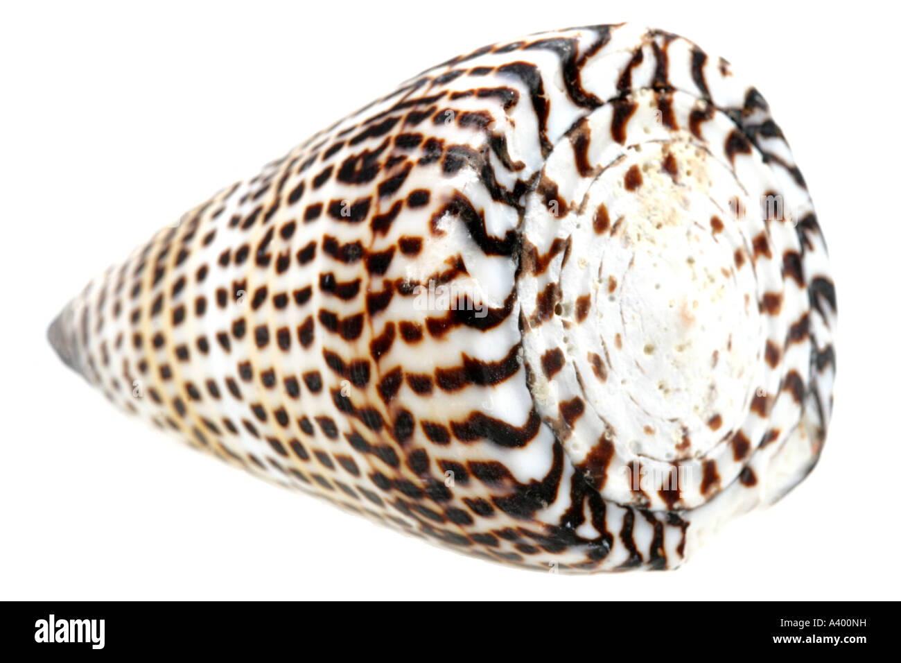 Lifestyle marine mollusk mollusks objects ornamental sea shell shells ...
