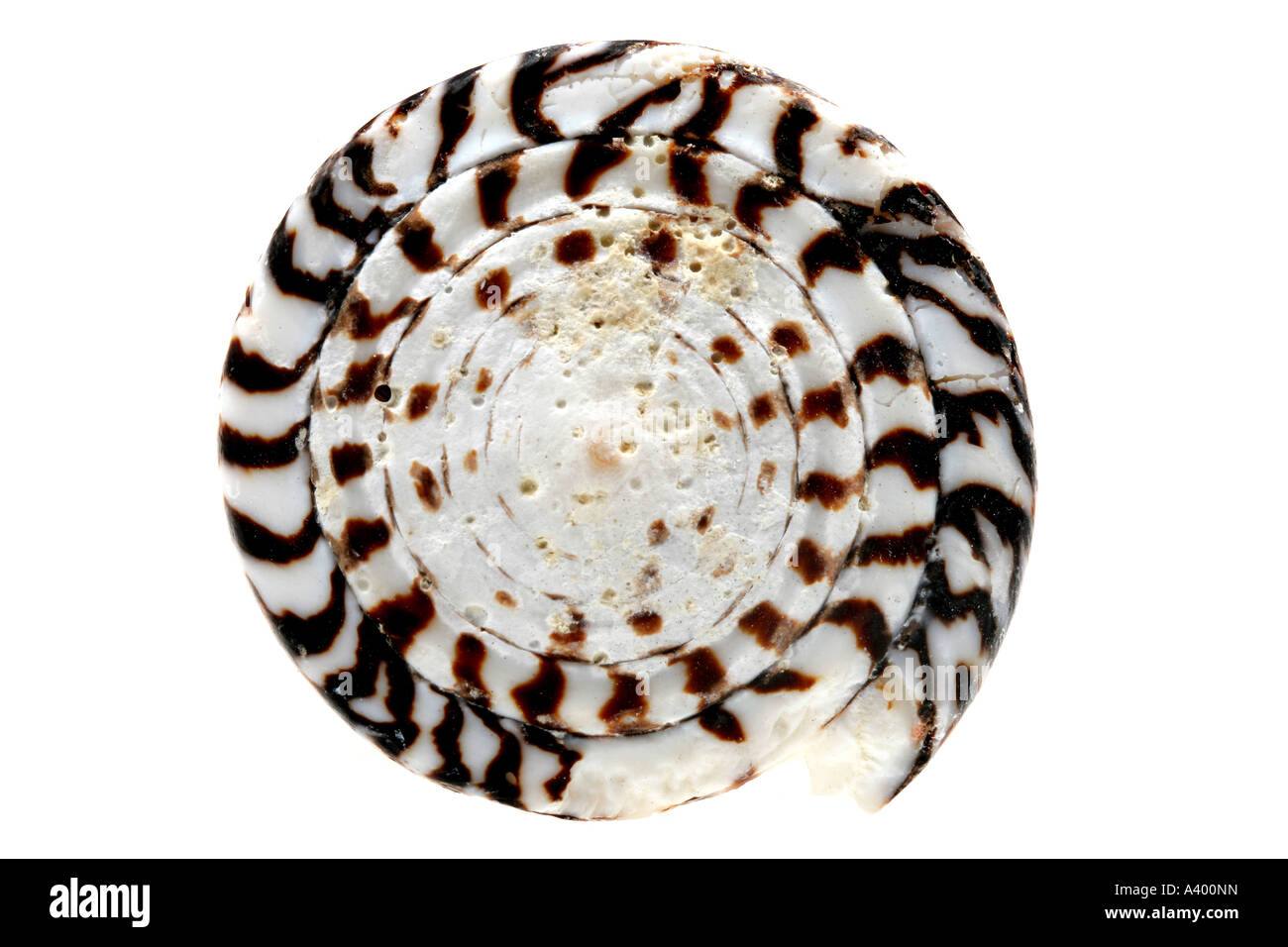 Lifestyle marine mollusk mollusks objects ornamental sea shell shells ...