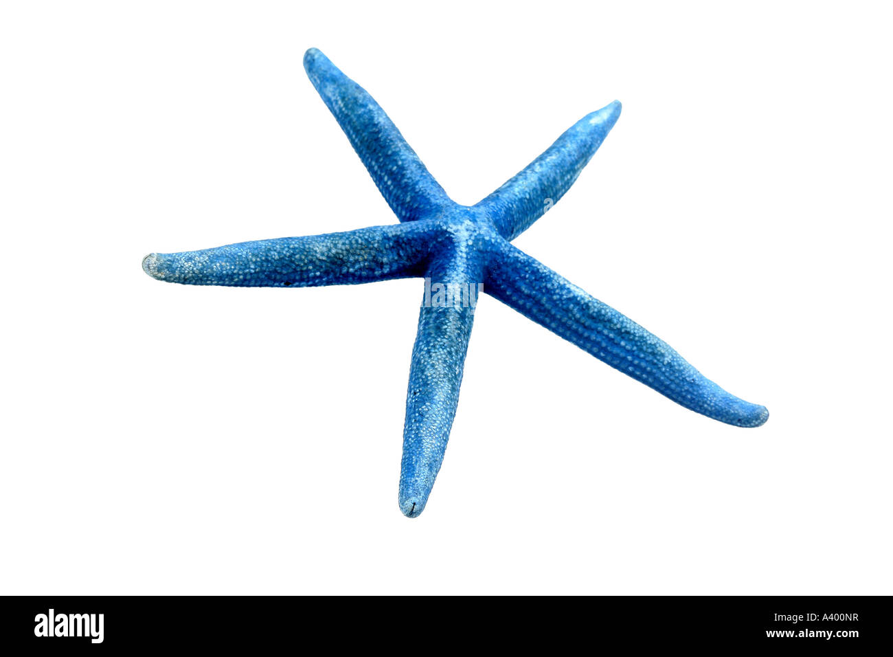 Blue starfish ornamental hi-res stock photography and images - Alamy