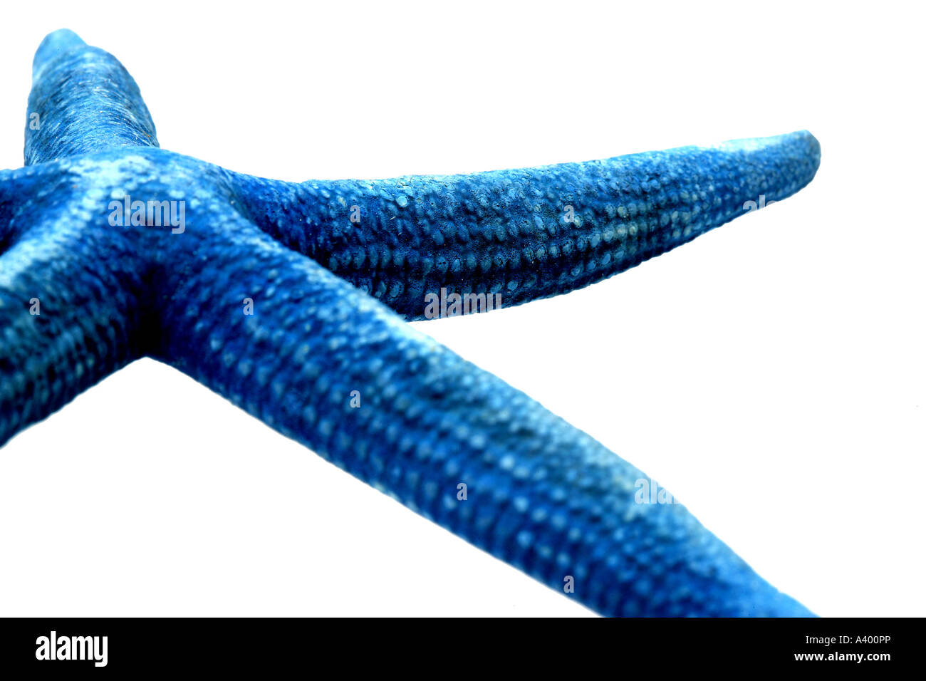 Blue starfish ornamental hi-res stock photography and images - Alamy