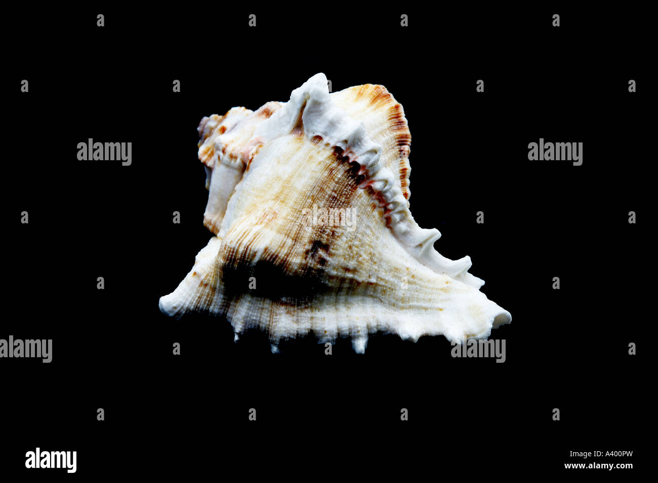 Lifestyle marine mollusk mollusks objects ornamental sea shell shells ...