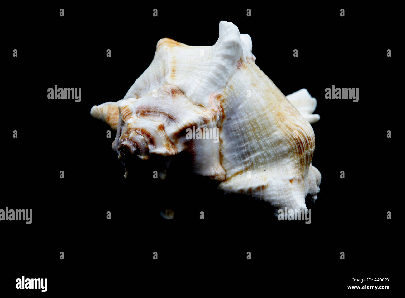 Lifestyle marine mollusk mollusks objects ornamental sea shell shells ...