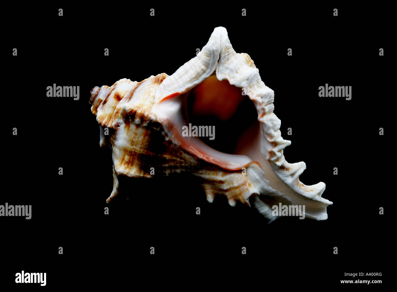 Lifestyle marine mollusk mollusks objects ornamental sea shell shells ...