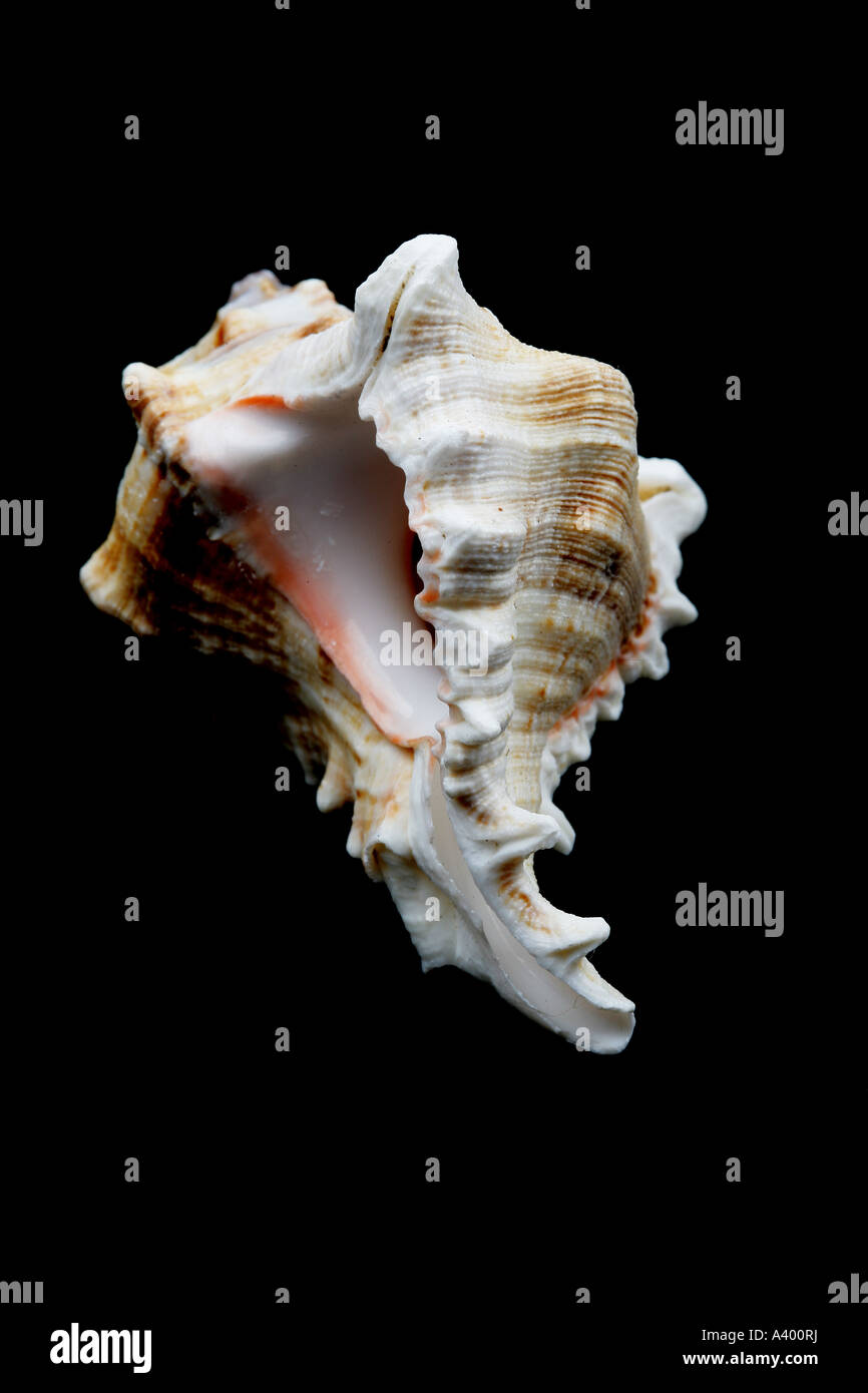 Lifestyle marine mollusk mollusks objects ornamental sea shell shells ...