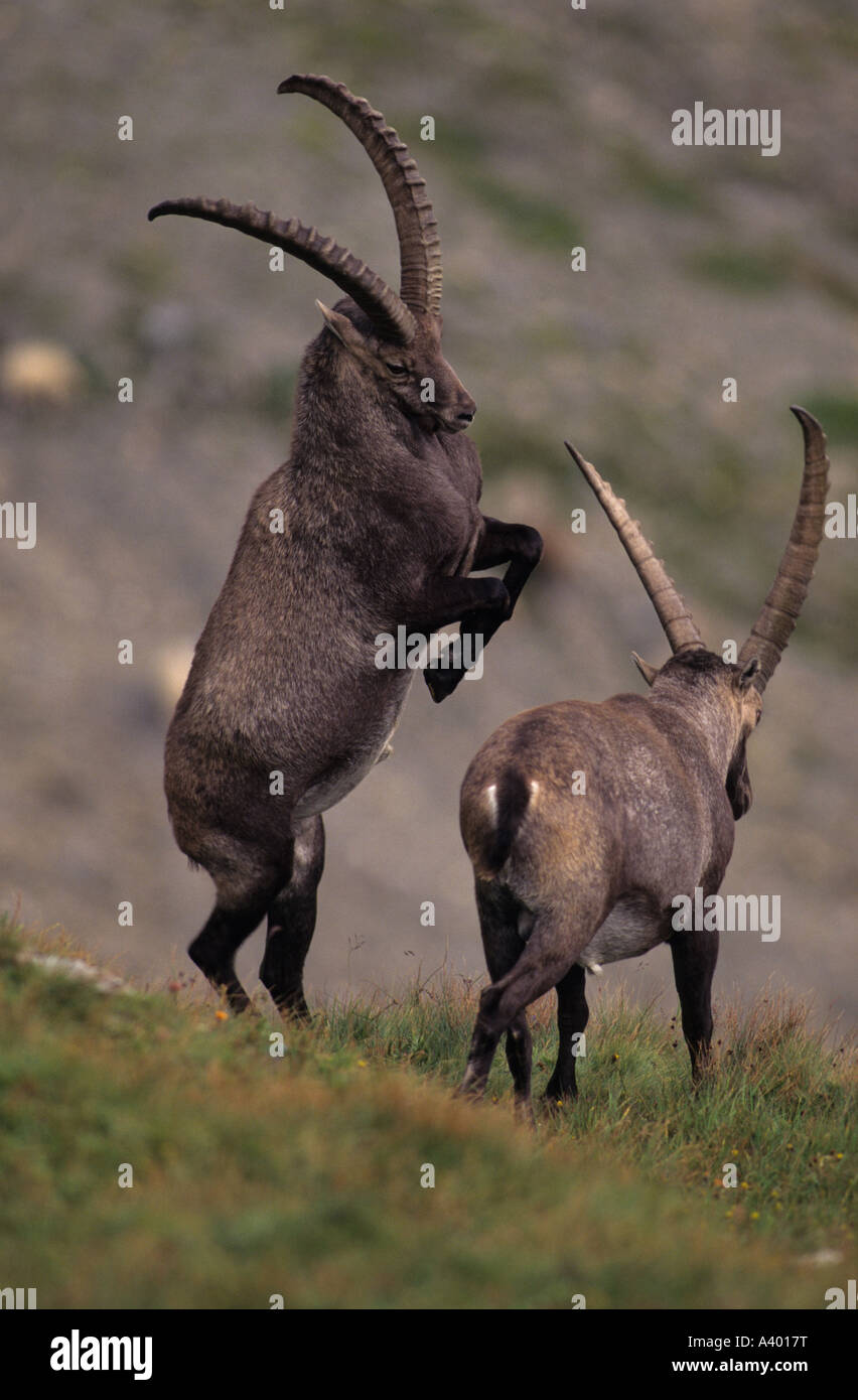 Capricorn fight fighting animal mammal hi-res stock photography and ...