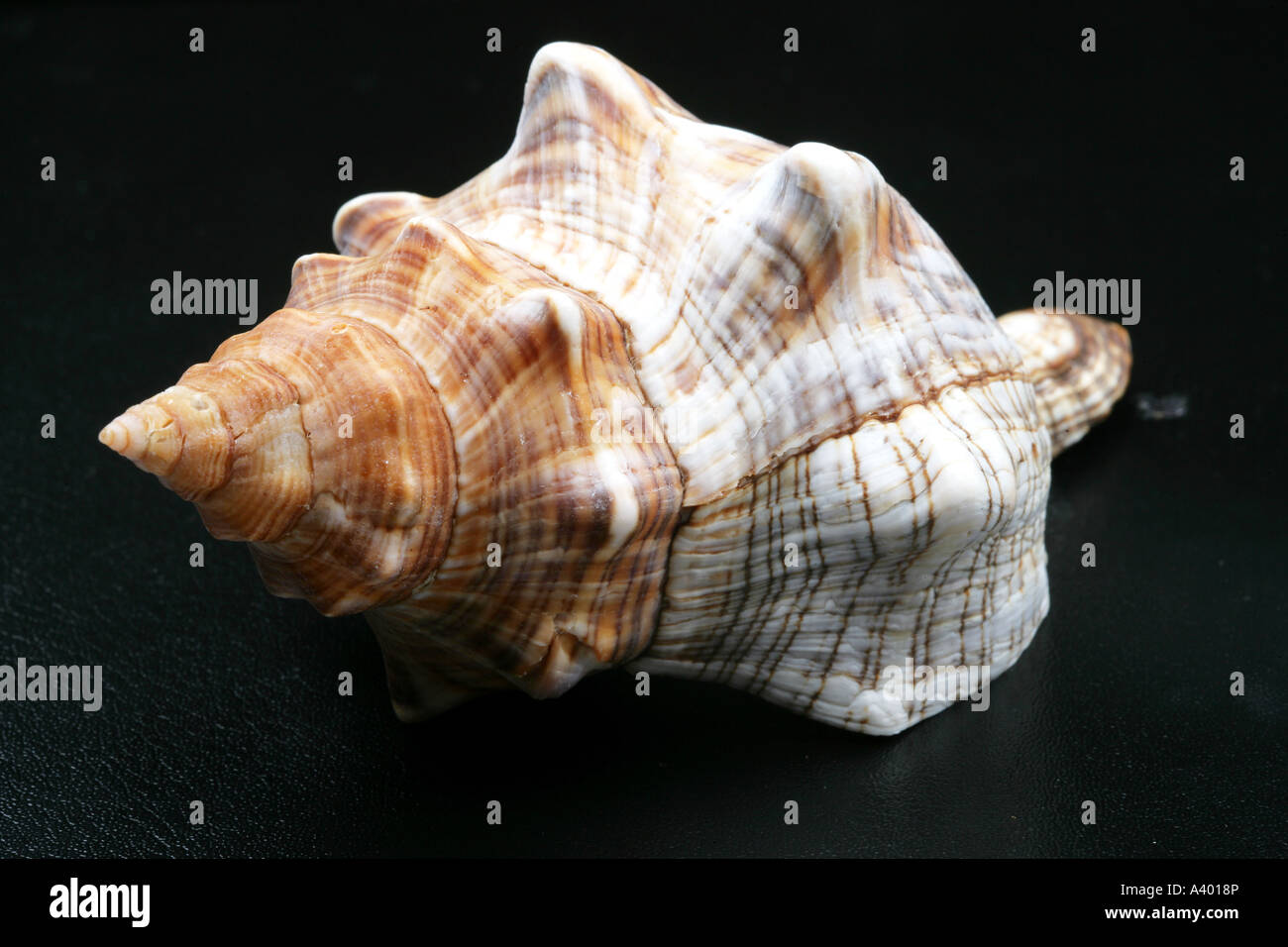 Lifestyle marine mollusk mollusks objects ornamental sea shell shells ...