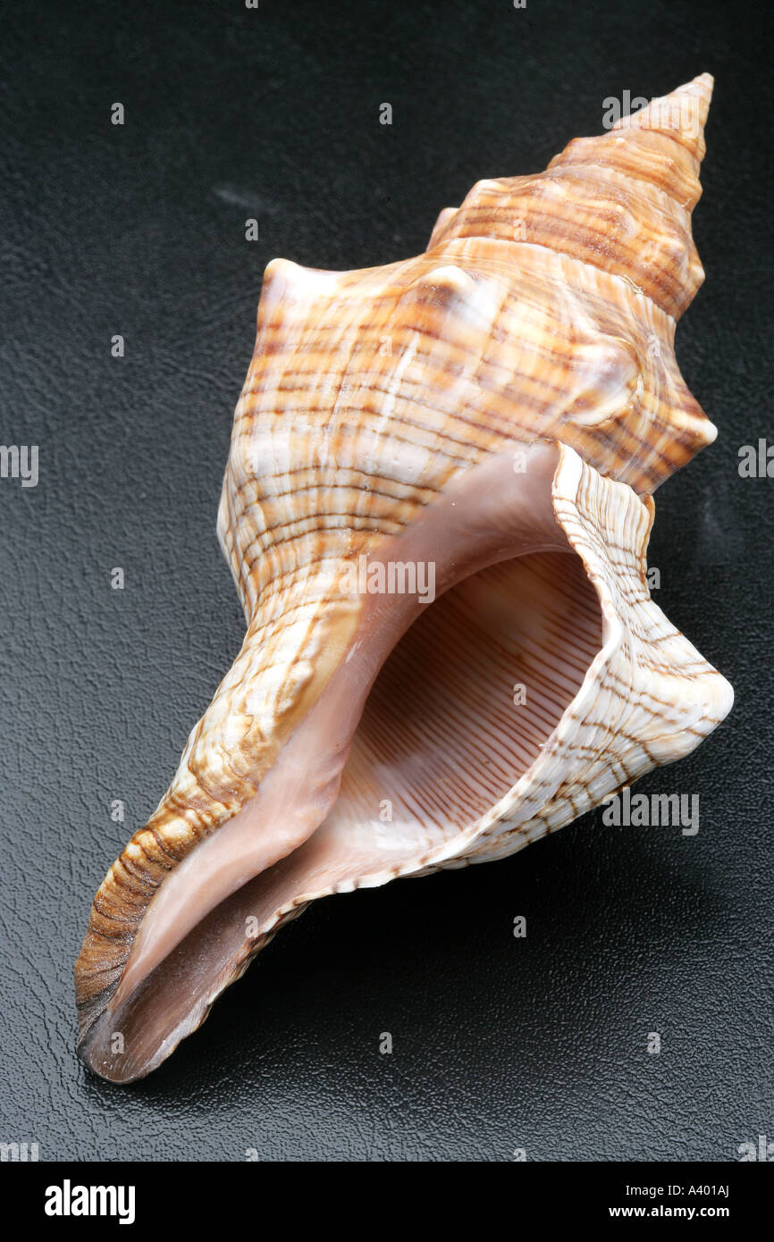 Lifestyle marine mollusk mollusks objects ornamental sea shell shells ...