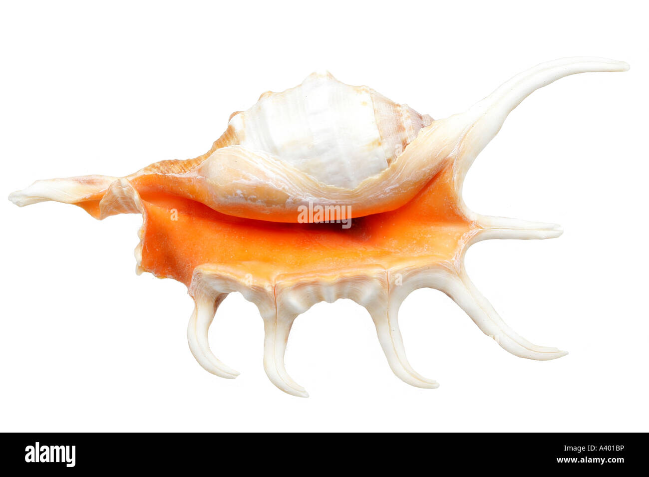 Lifestyle marine mollusk mollusks objects ornamental sea shell shells ...