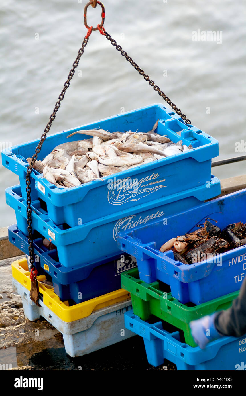 European fish stocks hi-res stock photography and images - Alamy