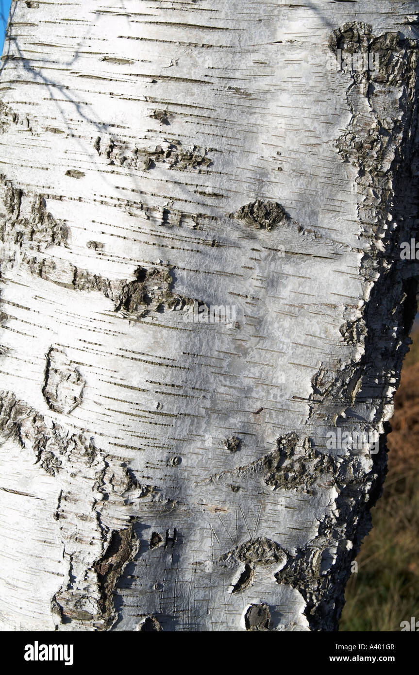 silver, birch, bark, tree, trunk Stock Photo - Alamy