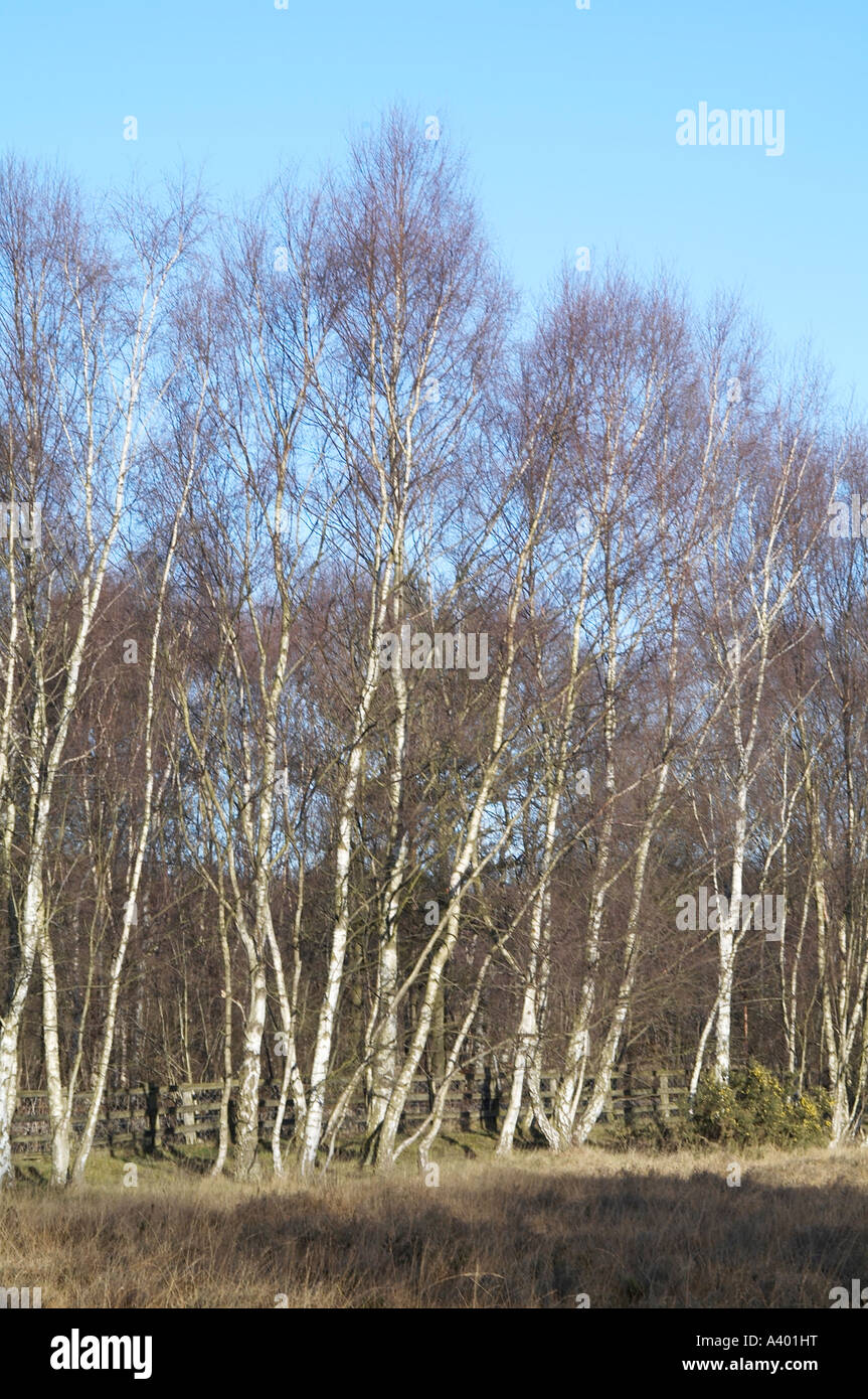 silver, birch, bark, tree, trunk, wood, woods, forest Stock Photo - Alamy