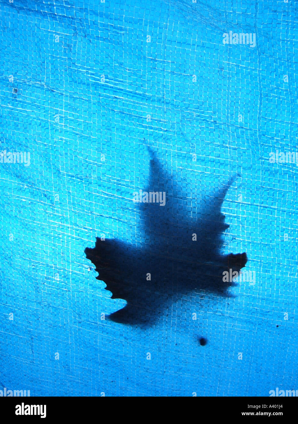 Tarpaulin leaf hi-res stock photography and images - Alamy