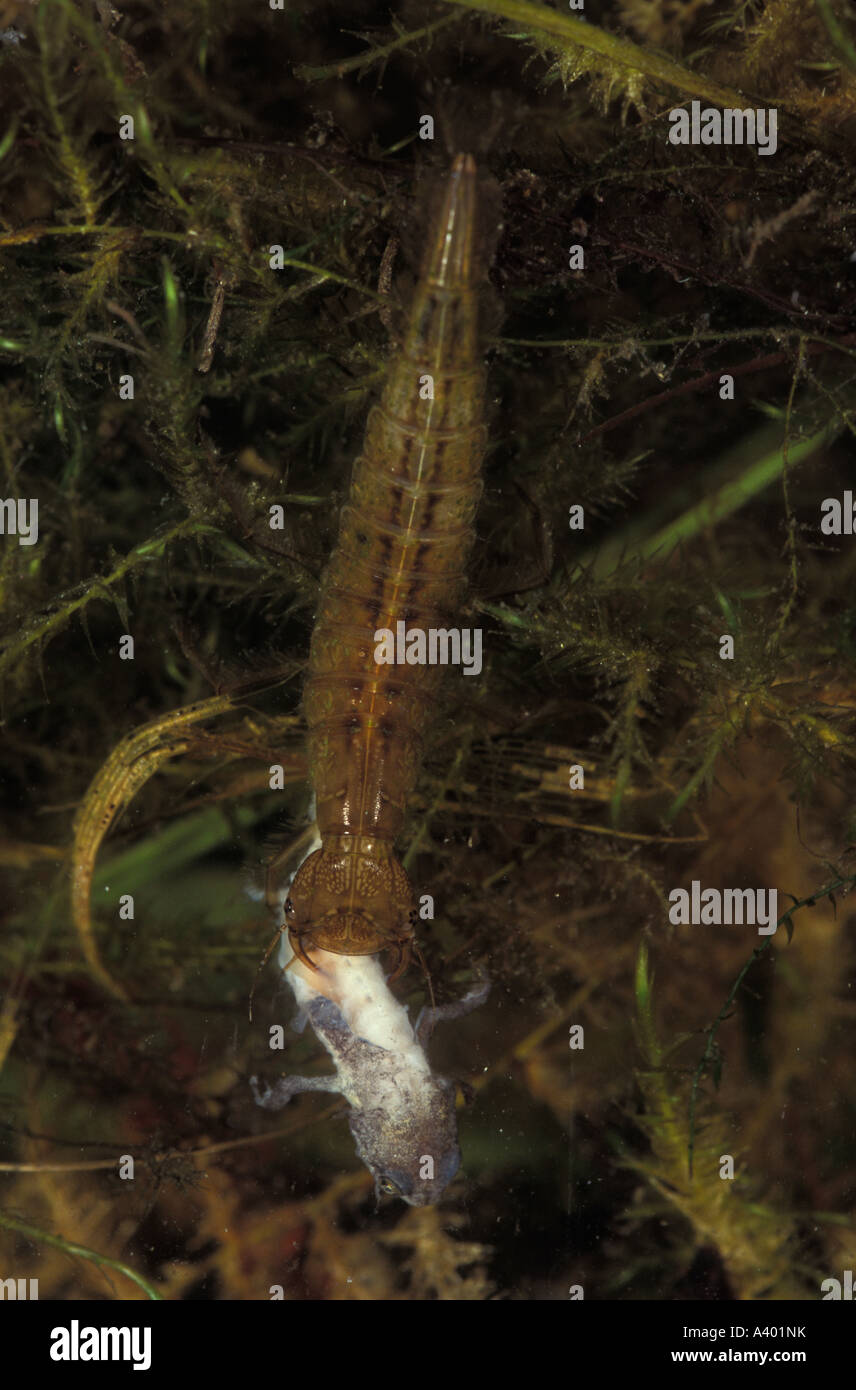 Predaceous diving beetle hi-res stock photography and images - Alamy