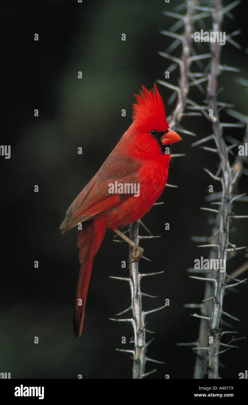 Northern Cardinal cardinalis cardinalis Arizona Male Stock Photo - Alamy