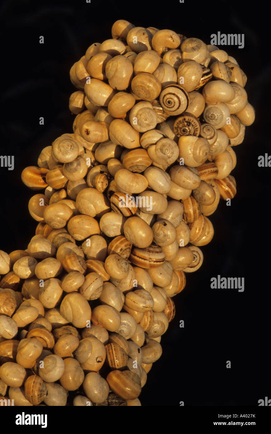 Snails Helix spp clustered on prickly pear during the dry season Spain ...