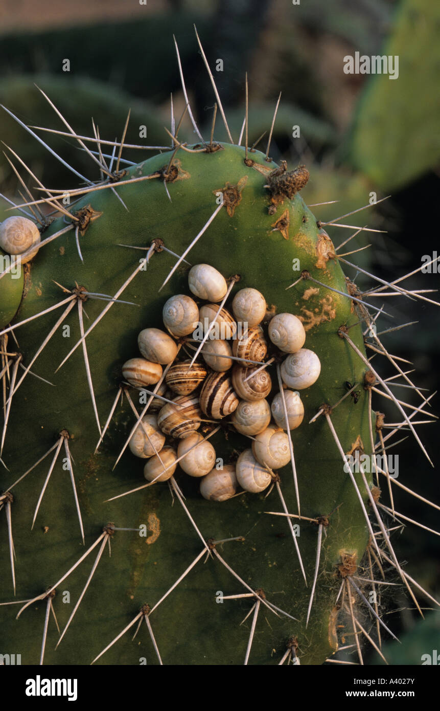 Snails Helix spp clustered on prickly pear during the dry season Spain ...