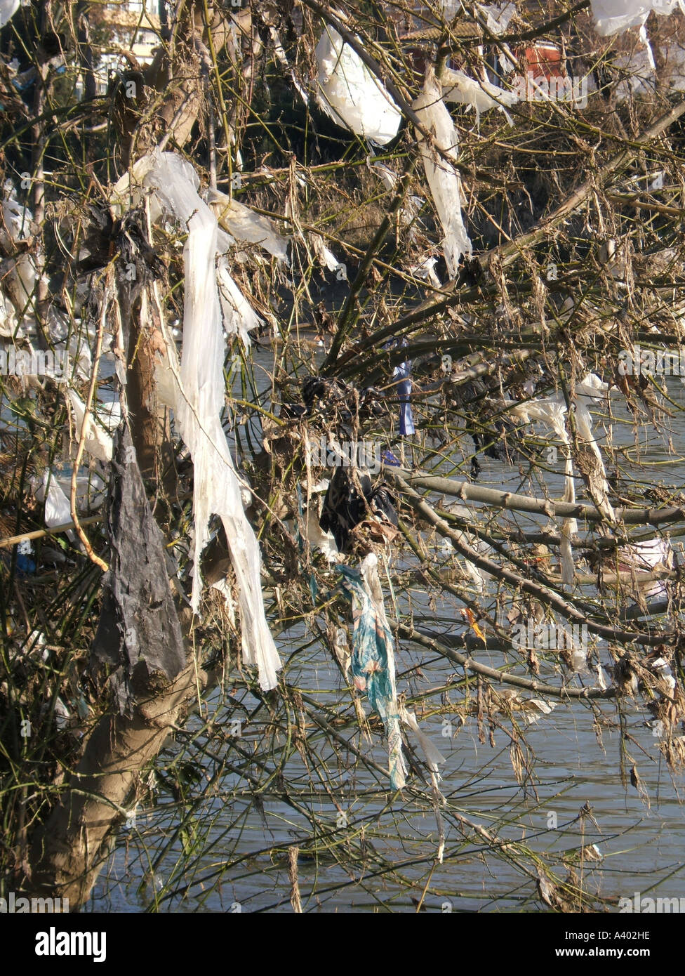 rubbish stuck in tree branches Stock Photo - Alamy