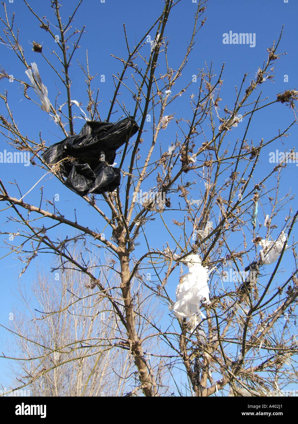 rubbish stuck in tree branches Stock Photo - Alamy