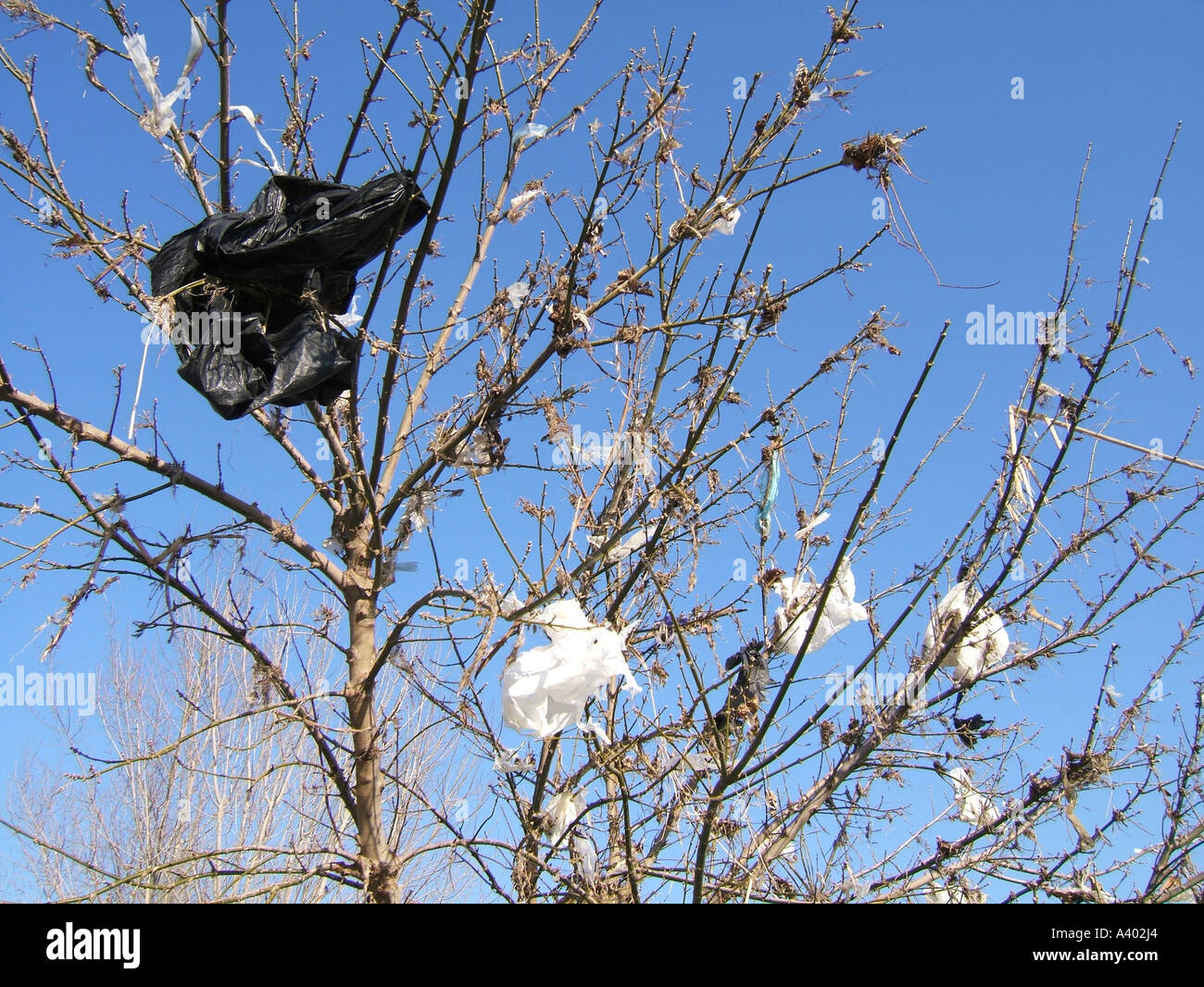 rubbish stuck in tree branches Stock Photo - Alamy
