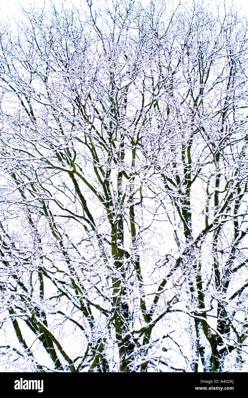 Snowy Tree 1 Stock Photo - Alamy