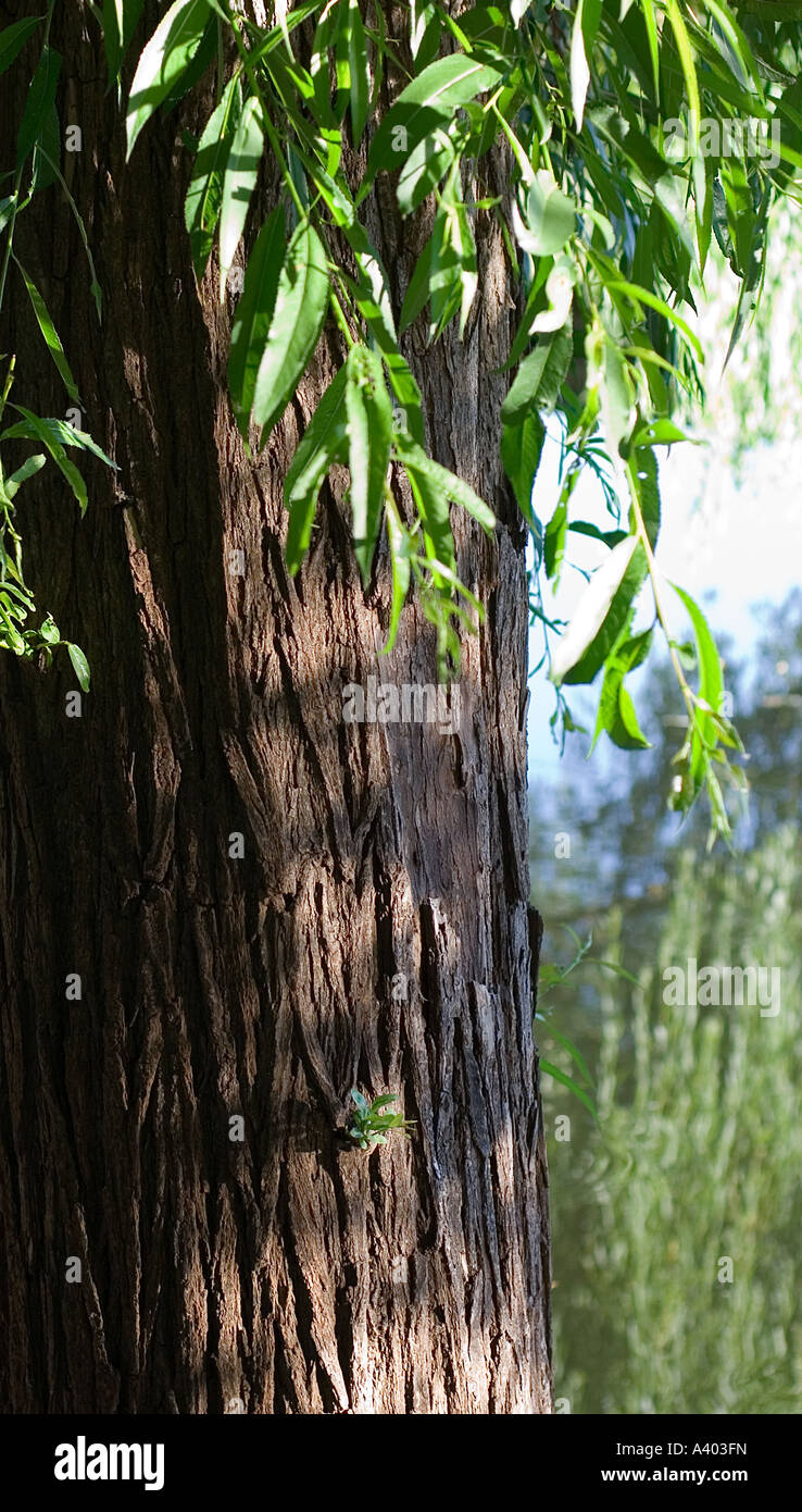 Interesting stump hi-res stock photography and images - Alamy