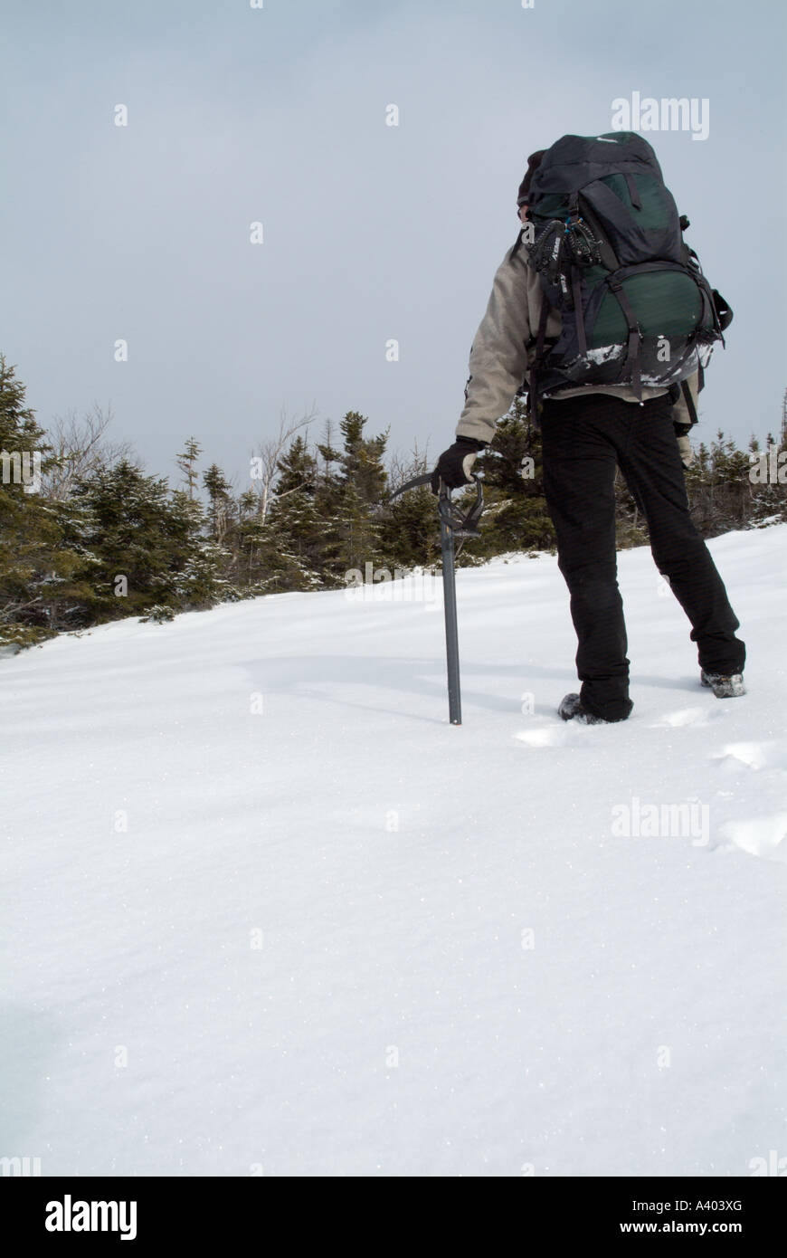 Alpine life zone hi-res stock photography and images - Alamy
