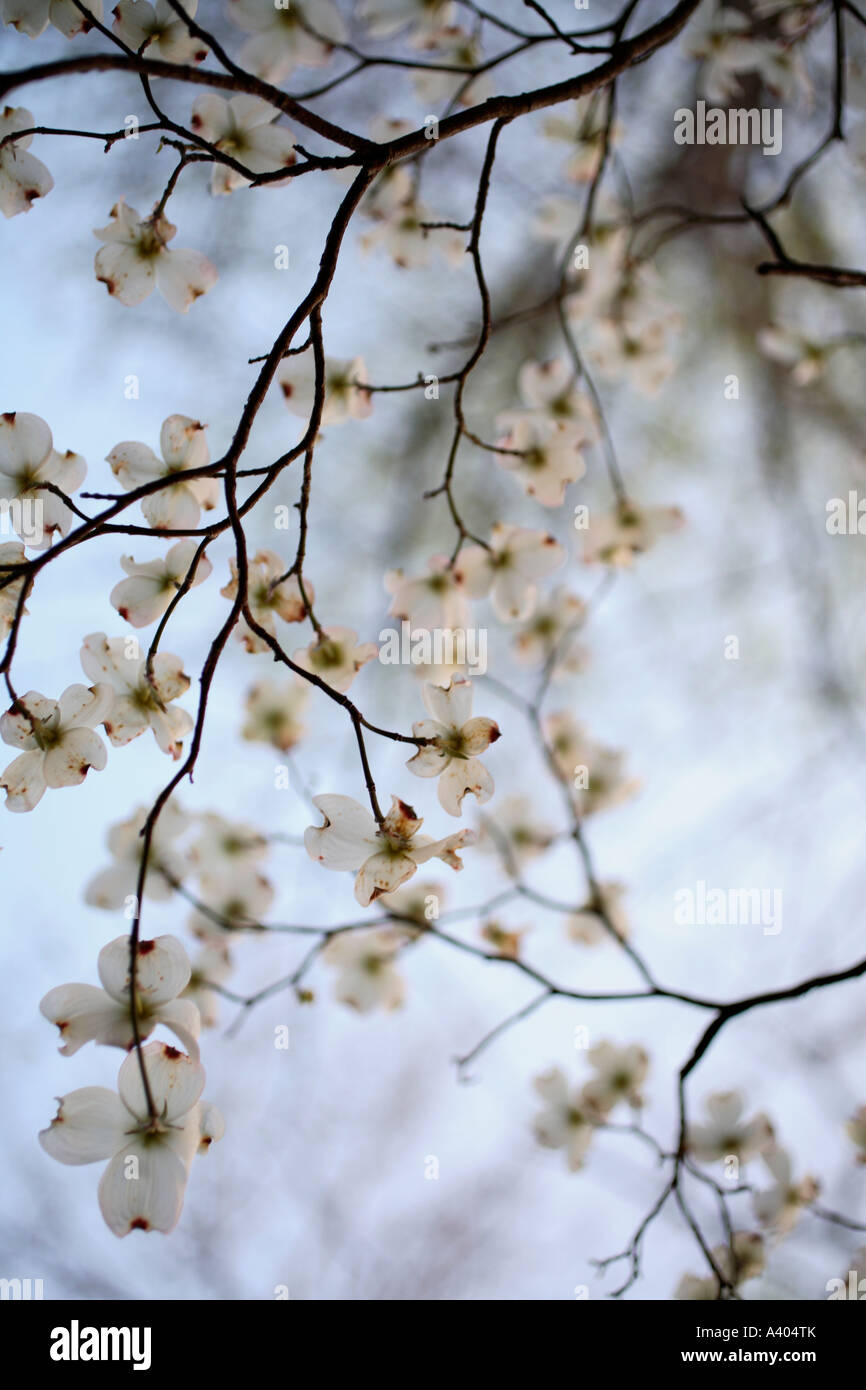 Budding tree in the spring time Stock Photo - Alamy
