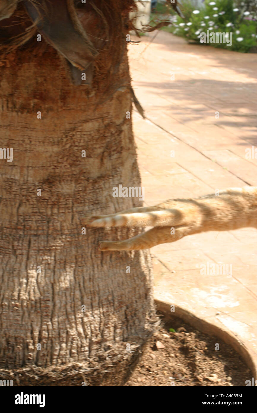 Domestic cat jumping from tree hi-res stock photography and images - Alamy