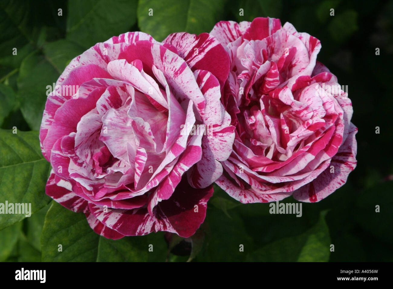 Two pink roses summer hi-res stock photography and images - Alamy