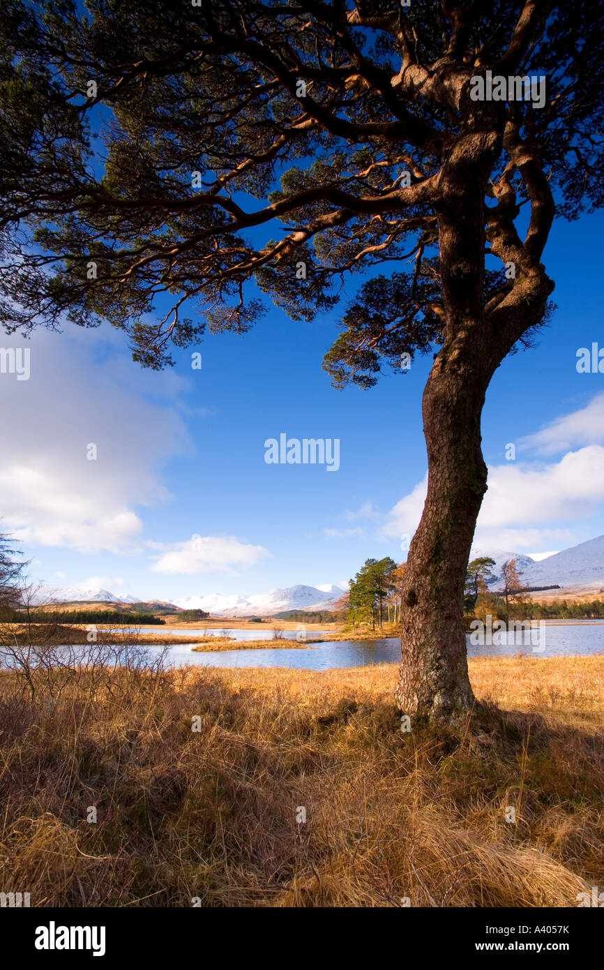 Scots Pine trees Loch Tulla Strathclyde Scotland Stock Photo - Alamy