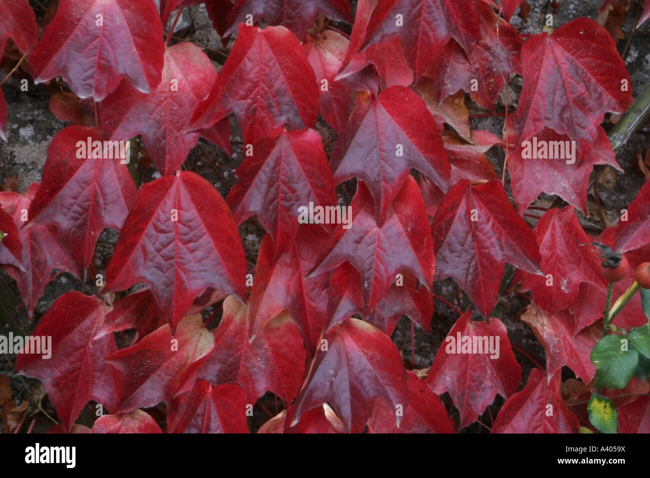 Red ivy leaves Stock Photo - Alamy