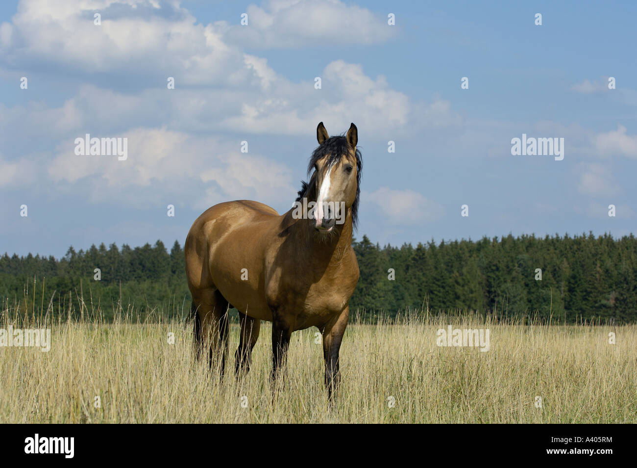 Lusitano horse stallion Stock Photo - Alamy