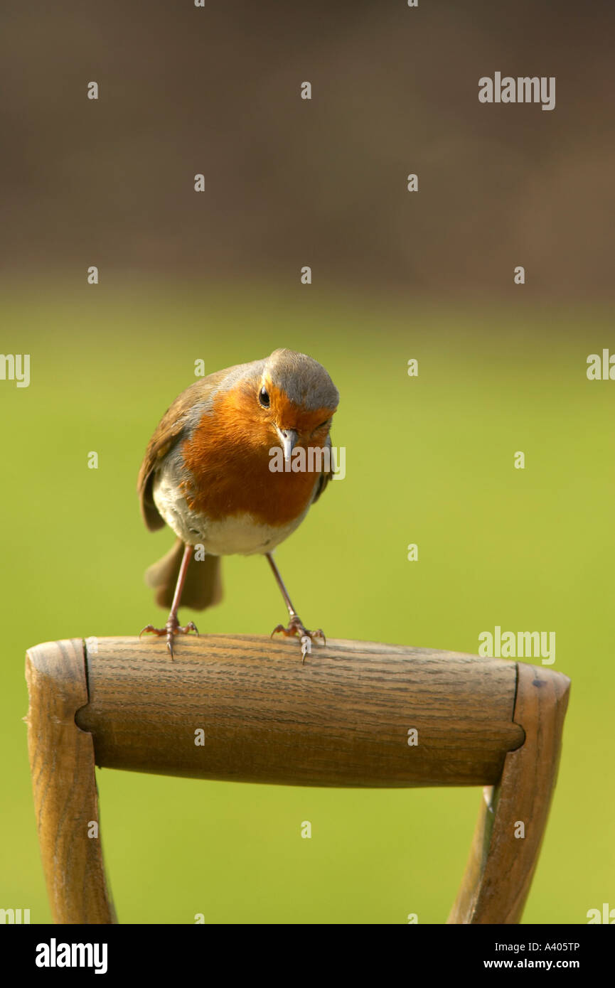 Robin Erithacus Rubecula Perched on Spade Handle with Soft Background ...