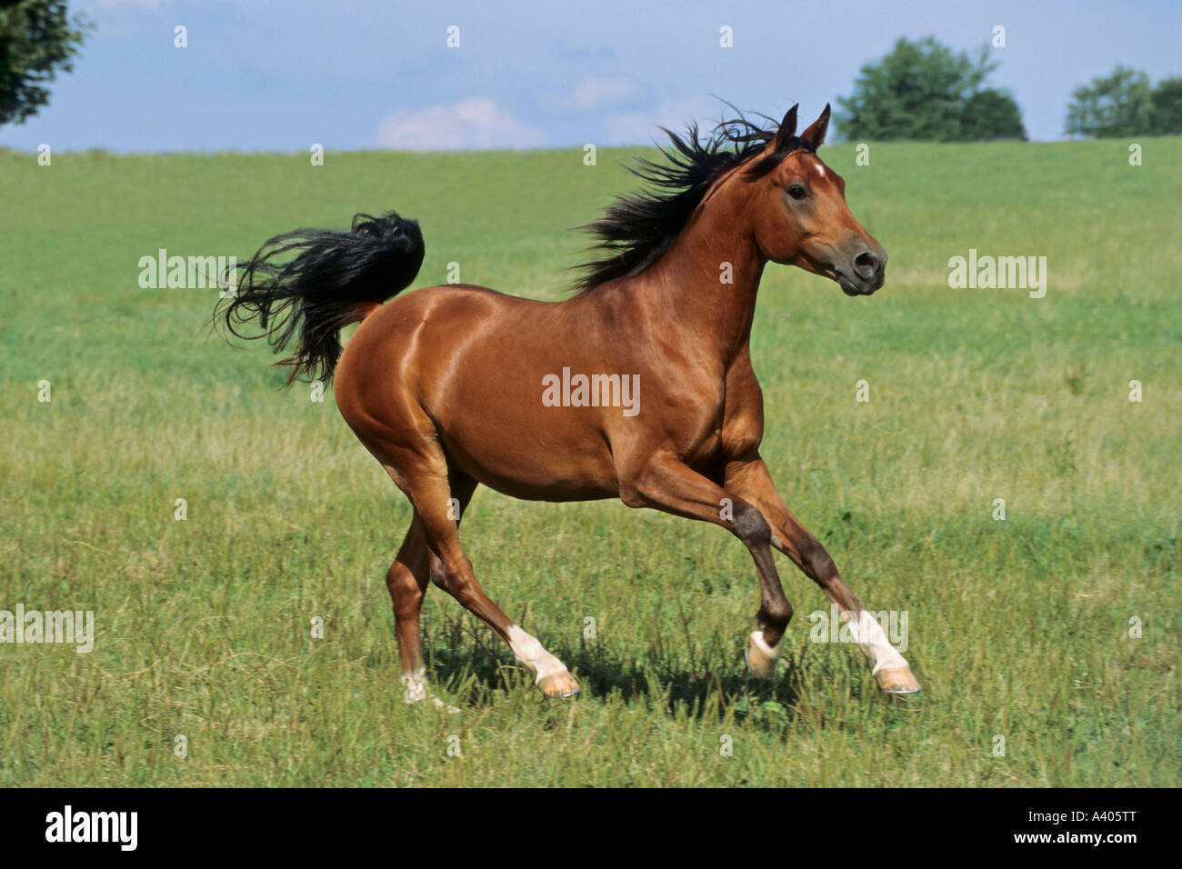 Arabian horse galloping in a meadow Stock Photo - Alamy