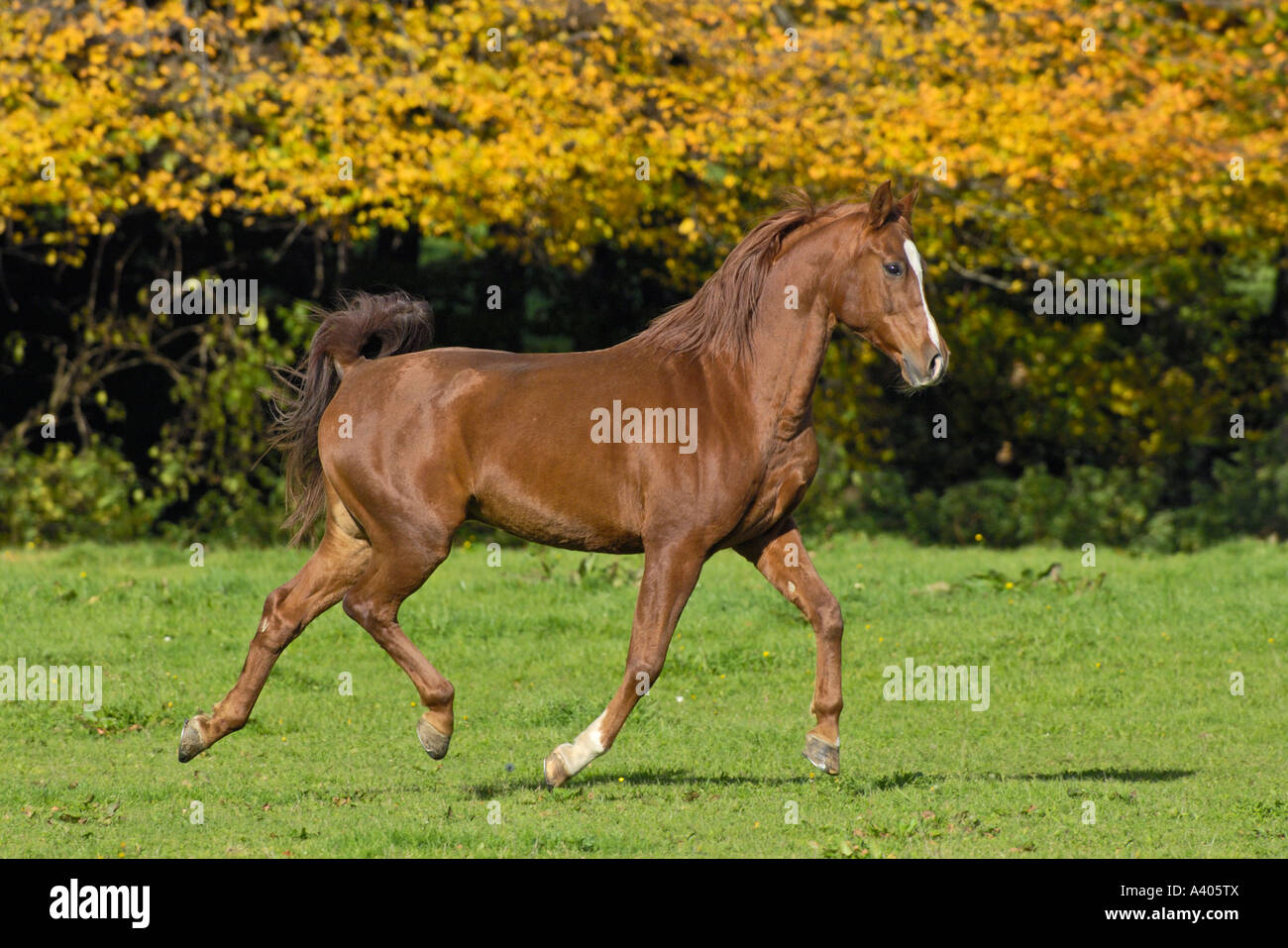 Arabian horses running meadow hi-res stock photography and images - Alamy