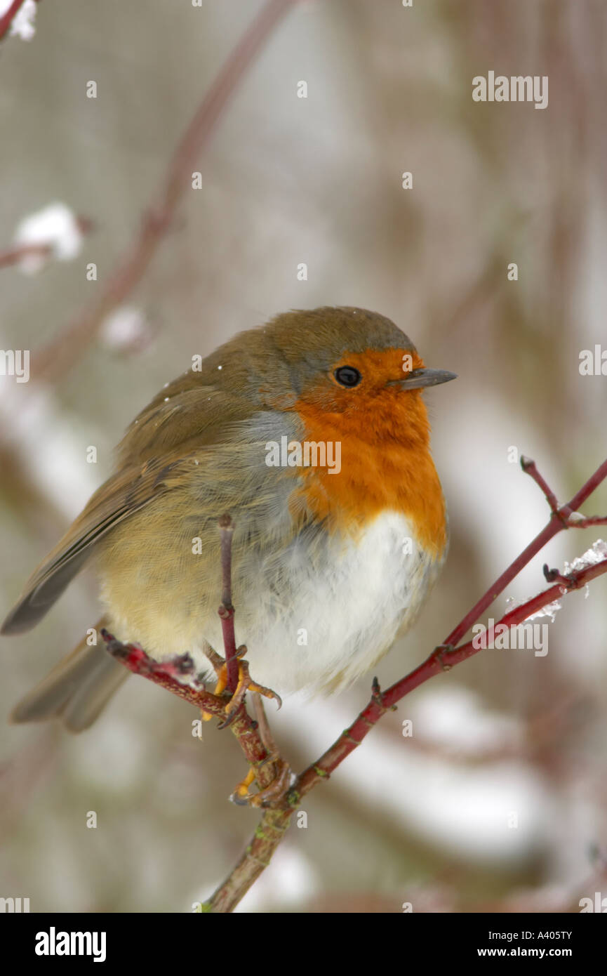 Christmas scene robin hi-res stock photography and images - Alamy