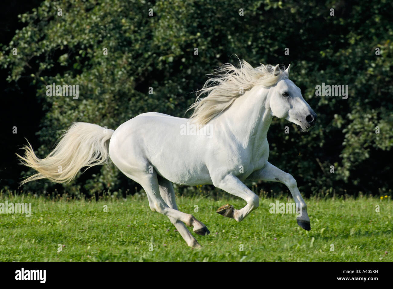 Connemara pony stallion white hi-res stock photography and images - Alamy