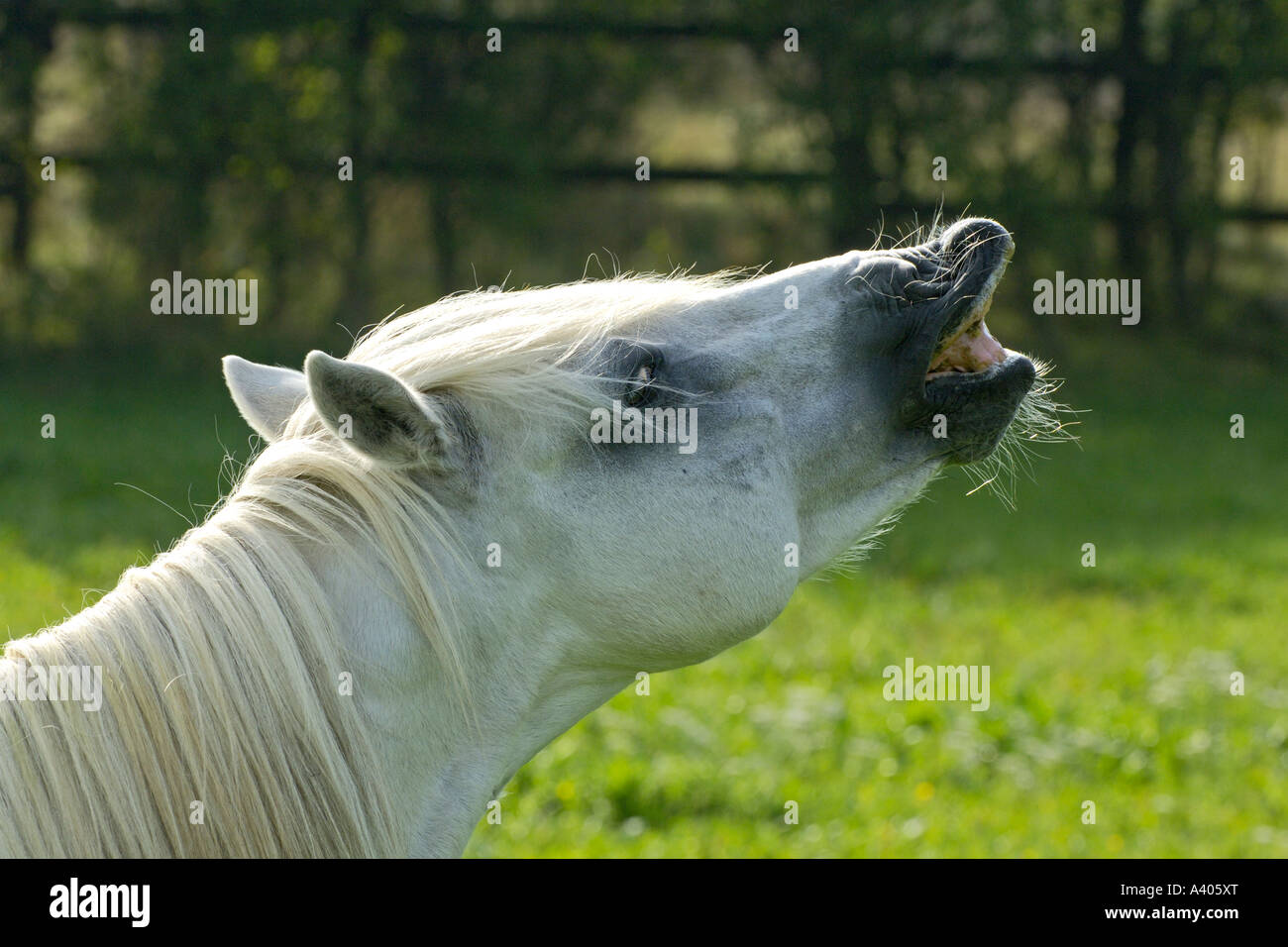 Connemara Pony Stallion White High Resolution Stock Photography and ...